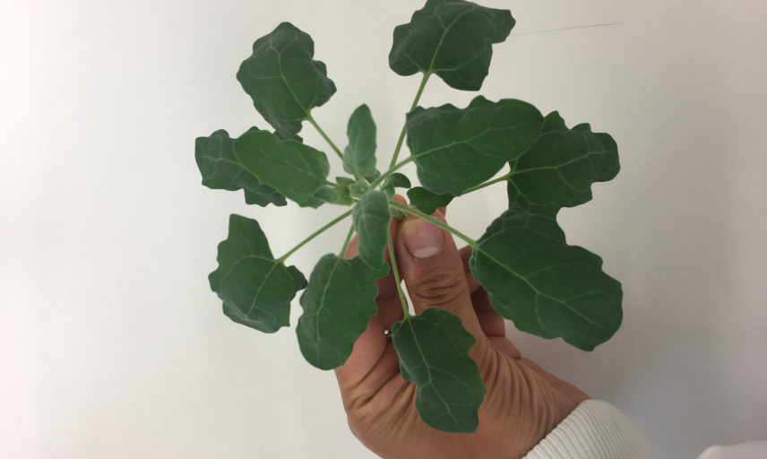 Welcome to The Preston Lab | Preston Lab